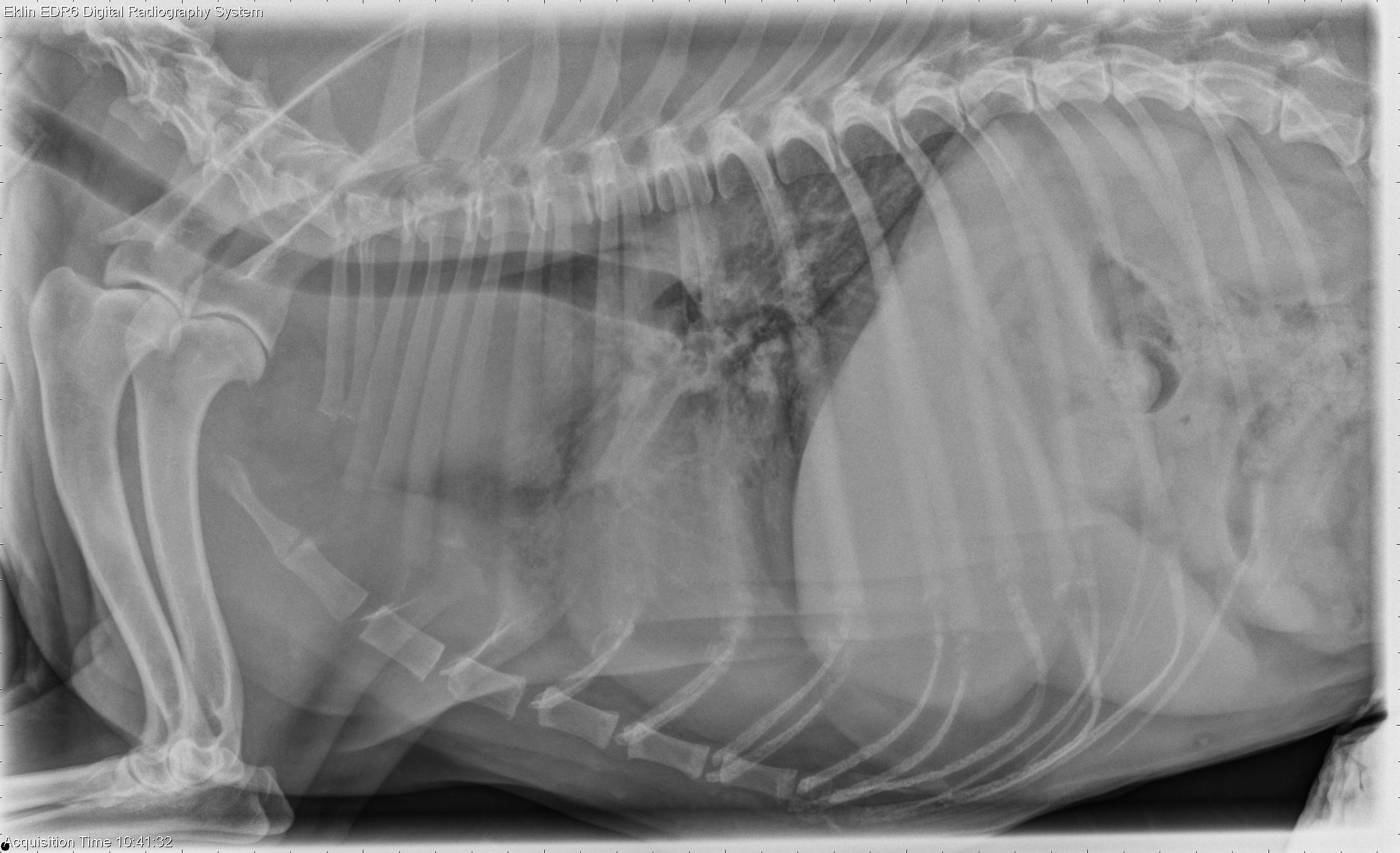 12 year old English Cocker Spaniel