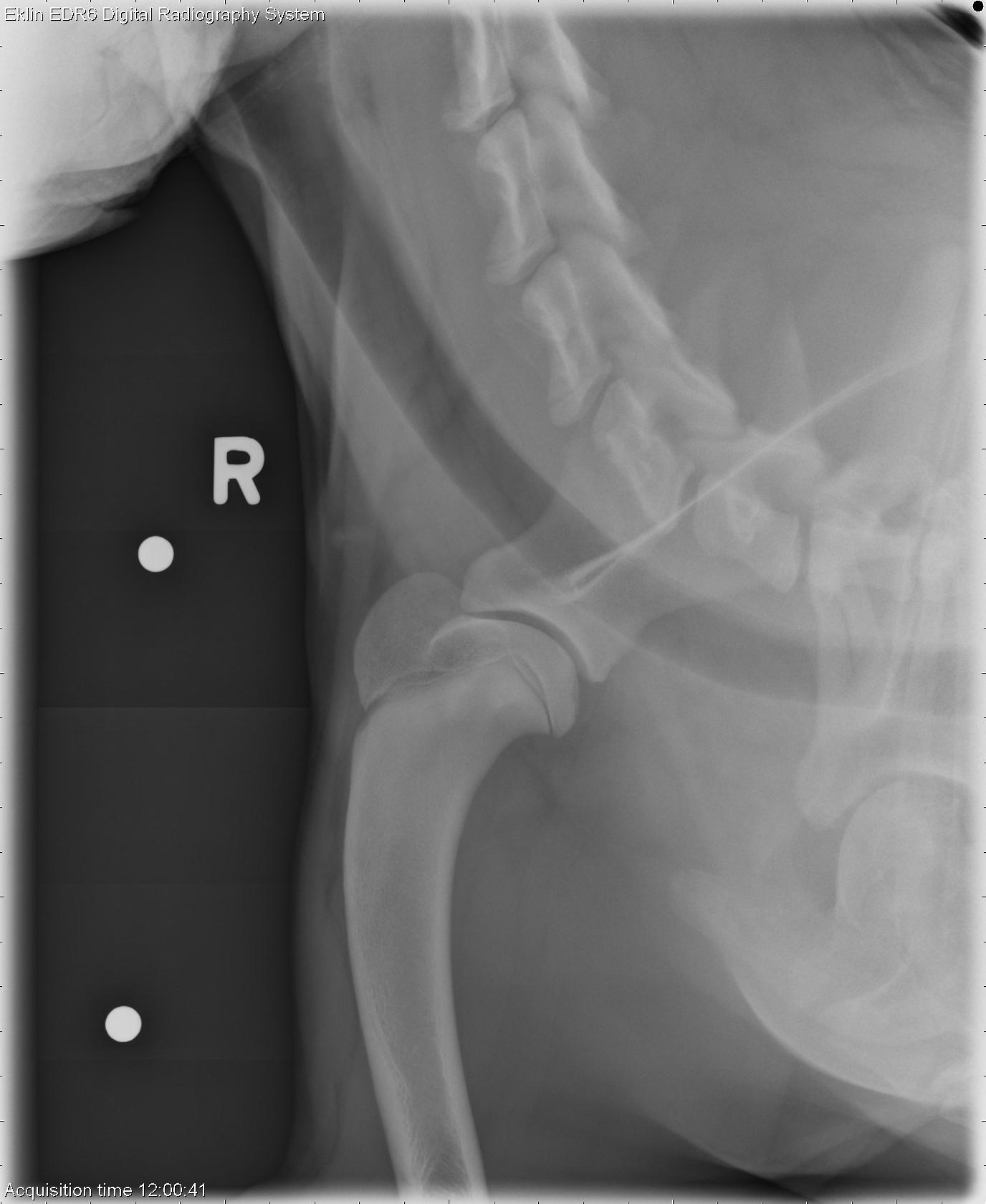 7 month old Labrador Retriever with lameness