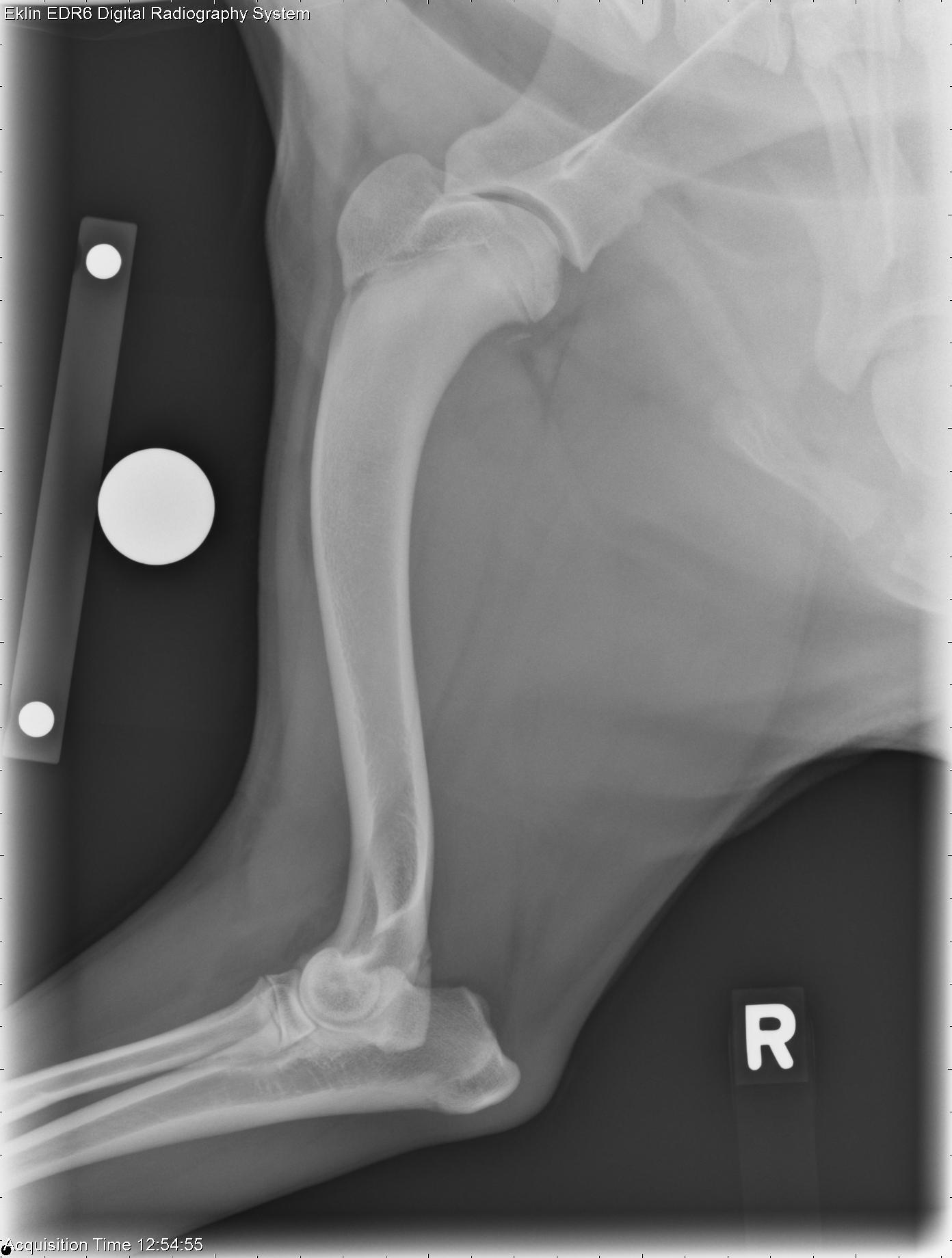 10 month old Labrador Retriever