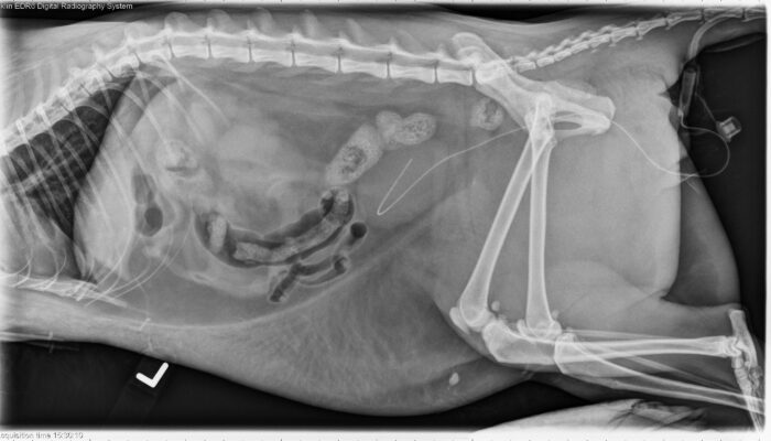 Veterinary Radiology – Teaching and learning about veterinary diagnostic imaging.