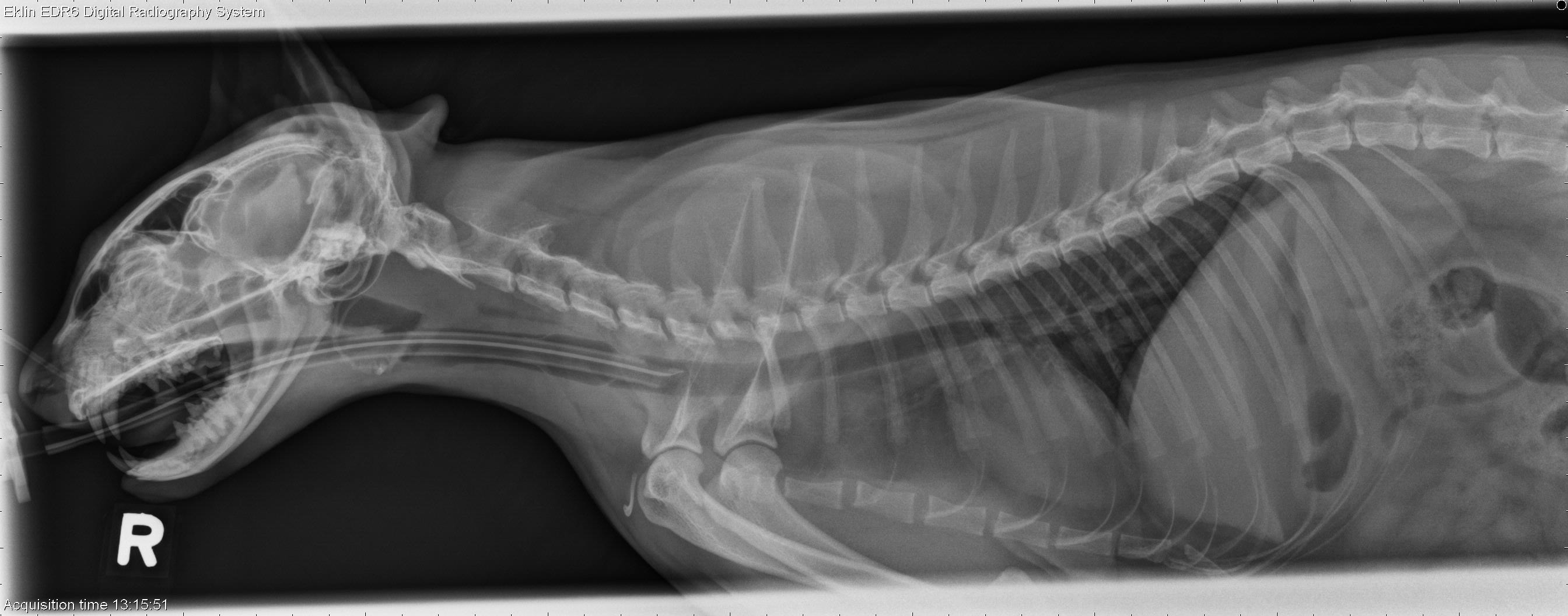 2 Year Old DSH Cat 2-year-old-dsh-cat