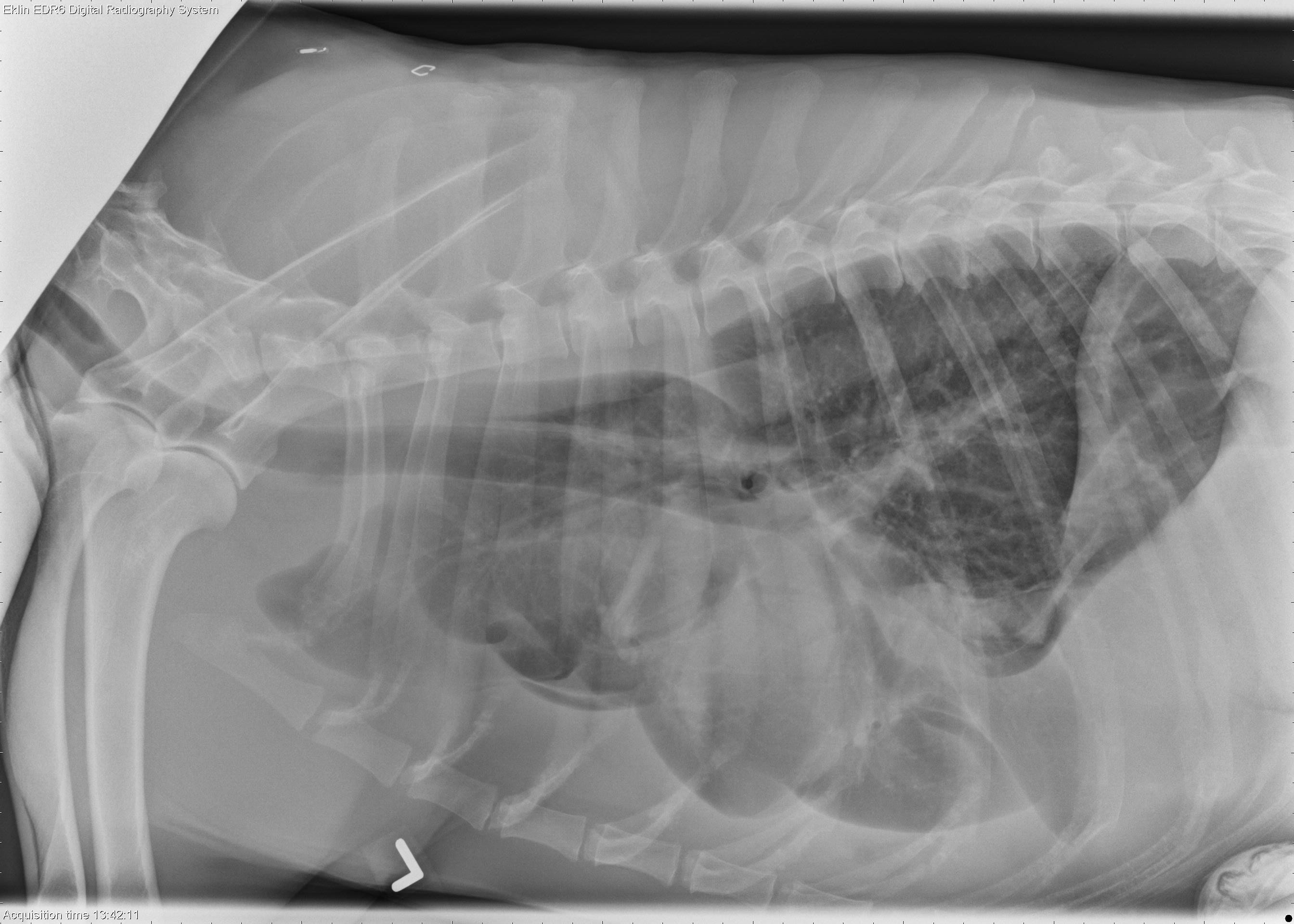 Pyothorax In Dogs Instant Point Of Care Radiology Results SignalPET