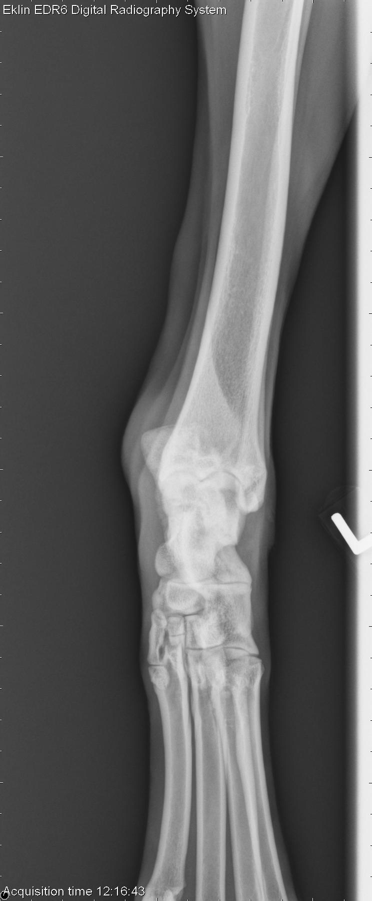 3 year old Rhodesian Ridgeback