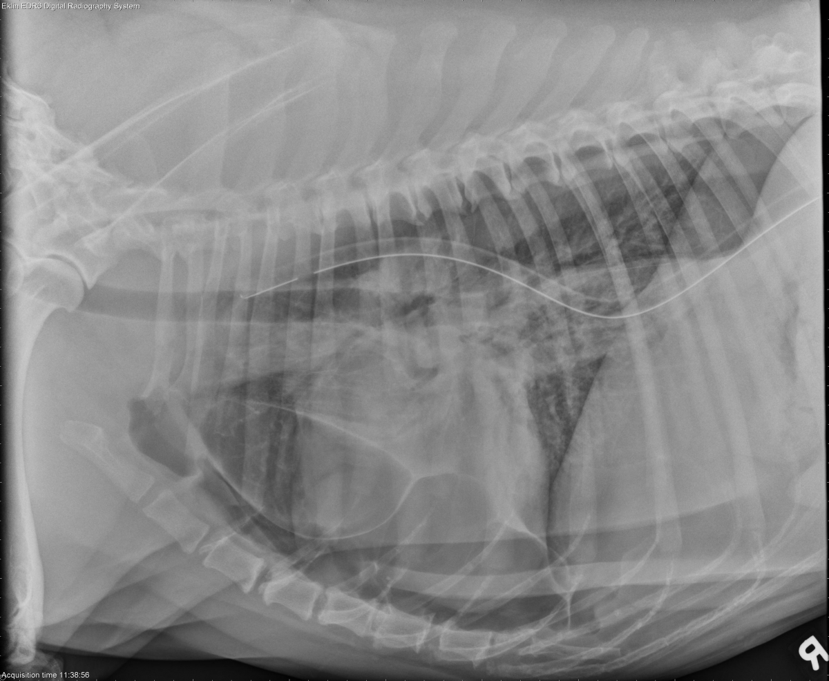6 year old Labrador Retriever