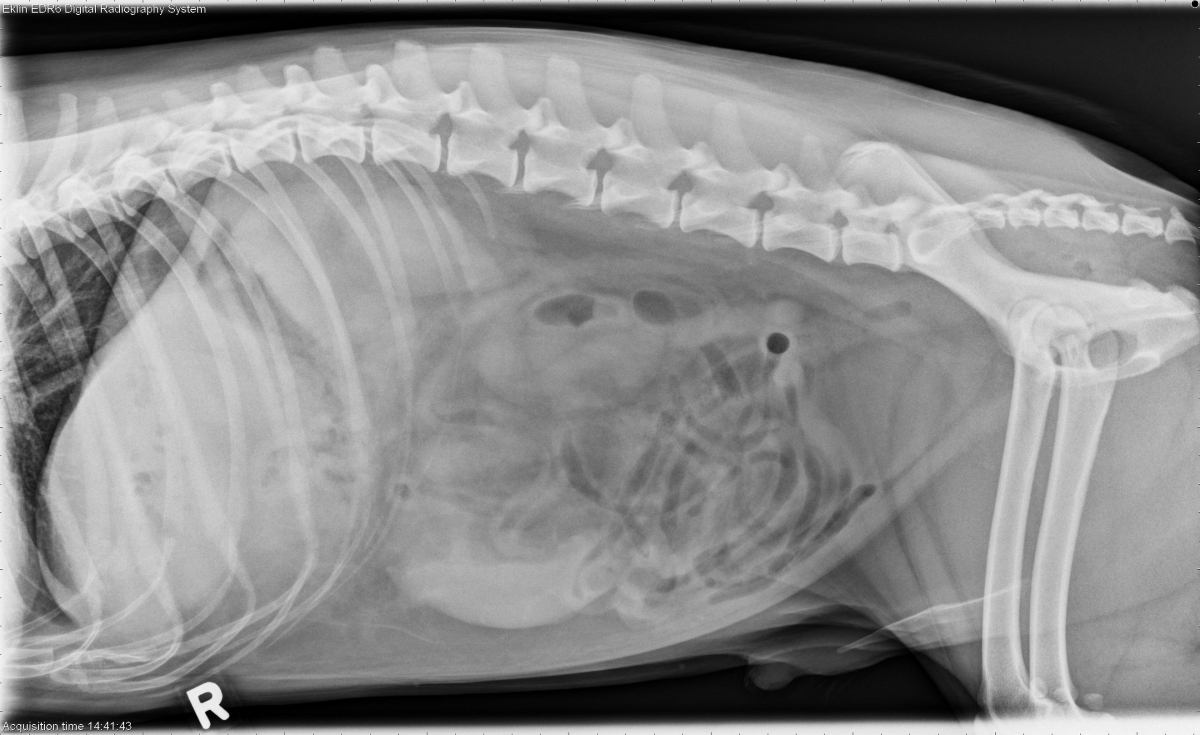 Peritonitis In Dogs