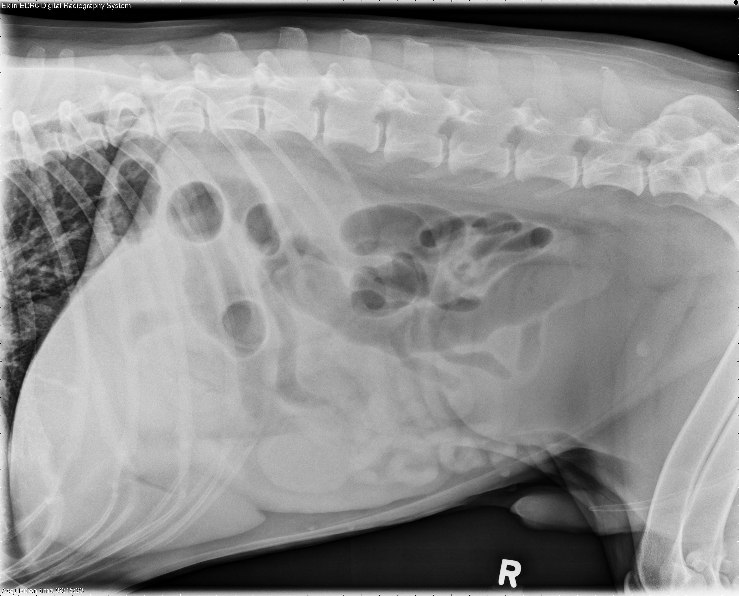 11 year old Labrador Retriever