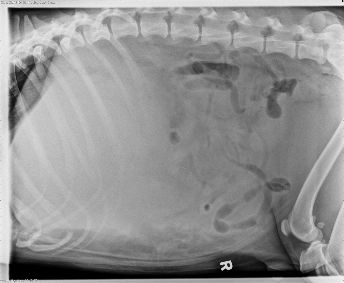 8 year old German Shepherd cross