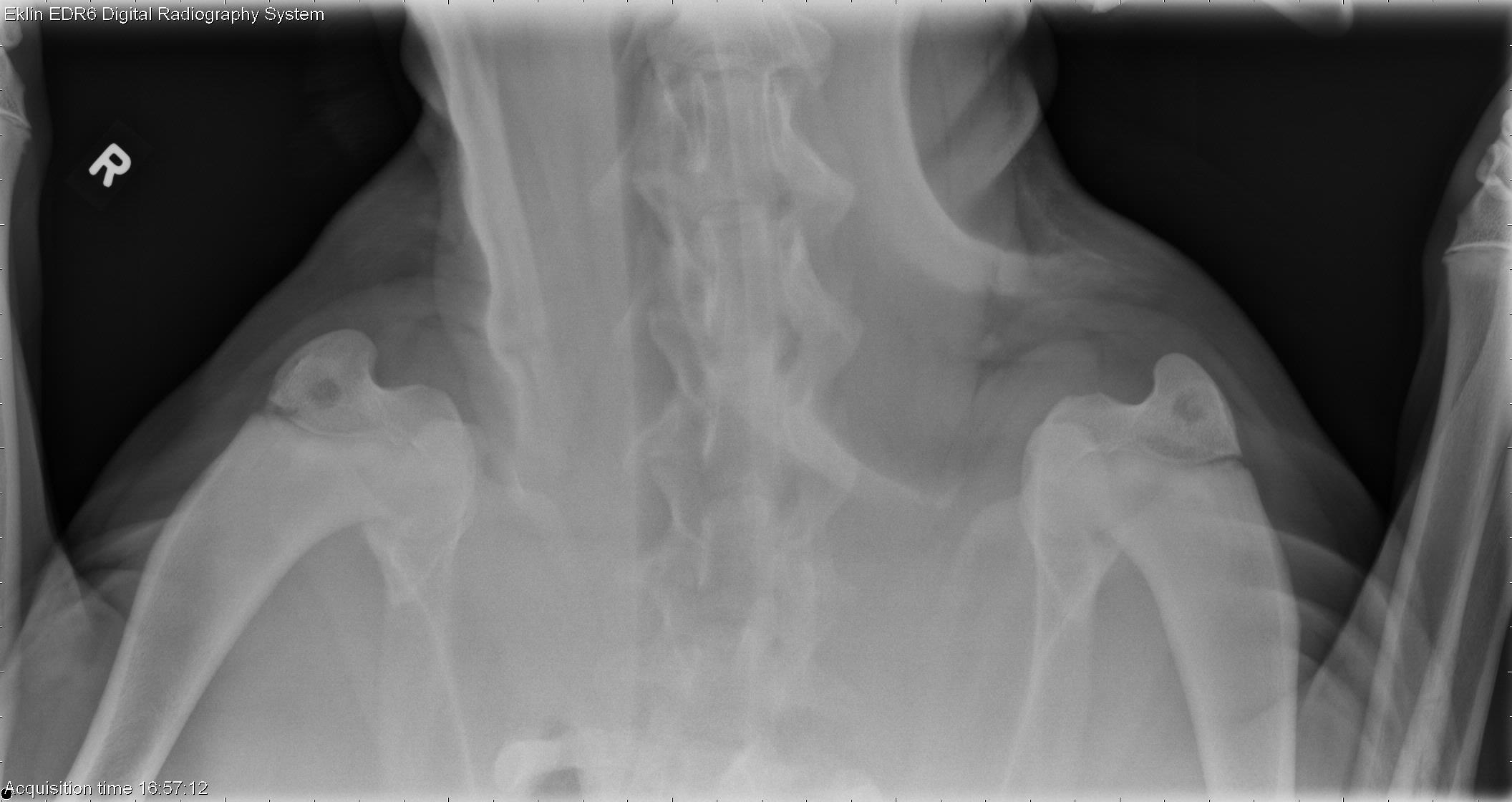 7 month old Labrador Retriever