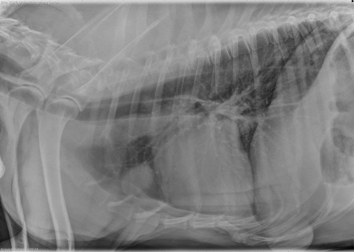 11 year old Rhodesian Ridgeback