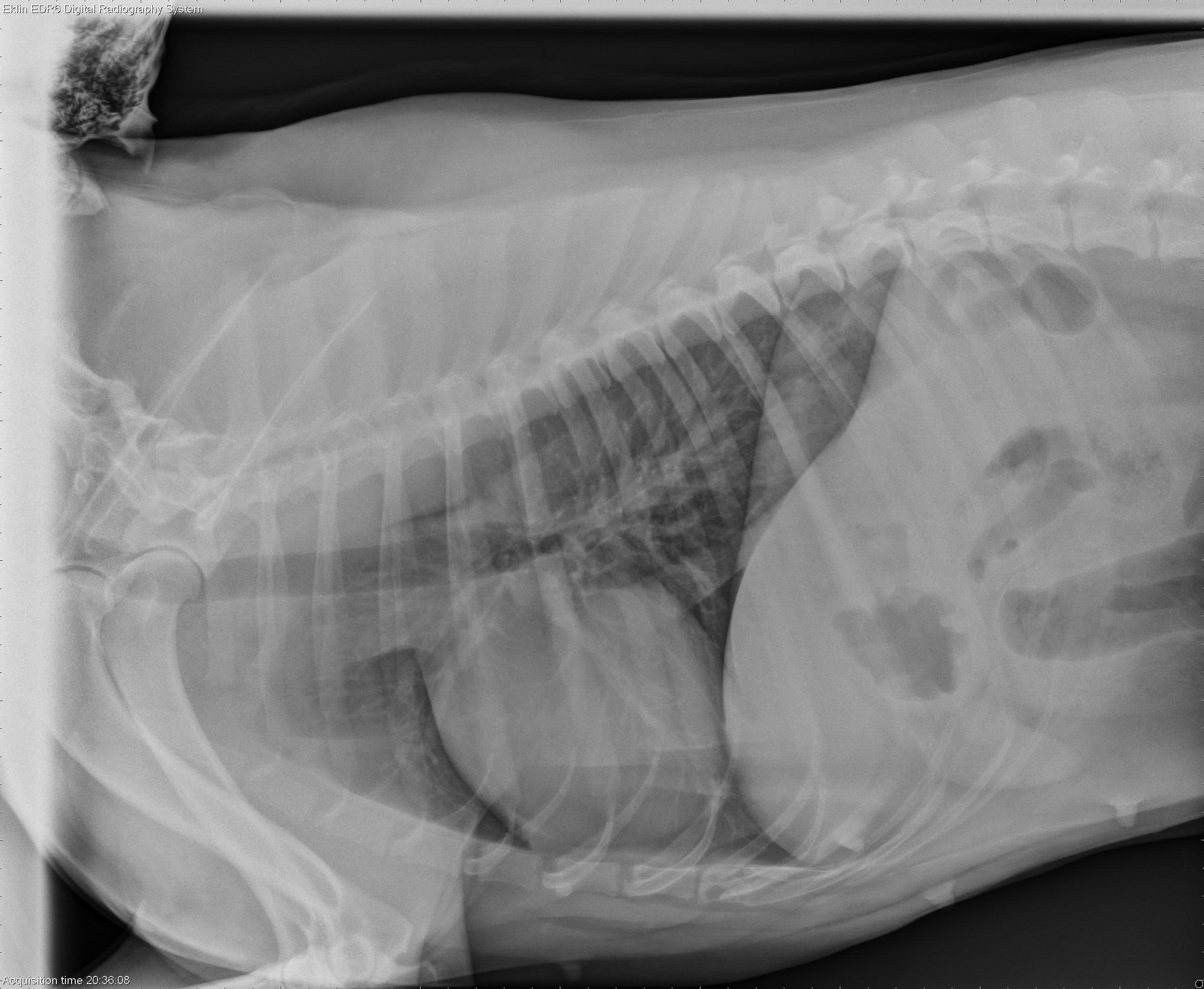 3 year old Labrador Retriever