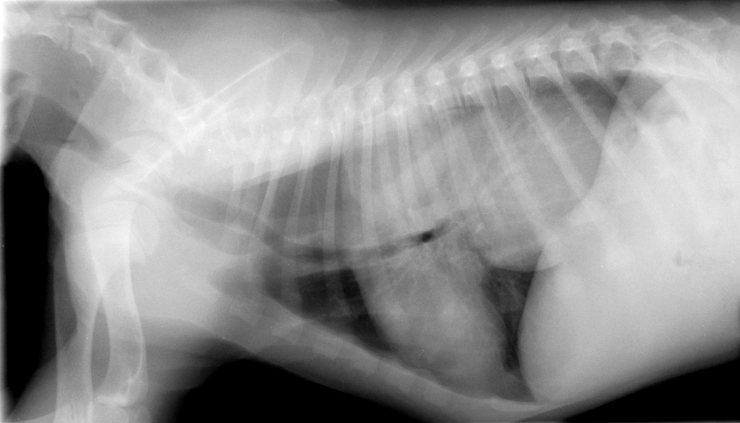 3 month old Labrador Retriever