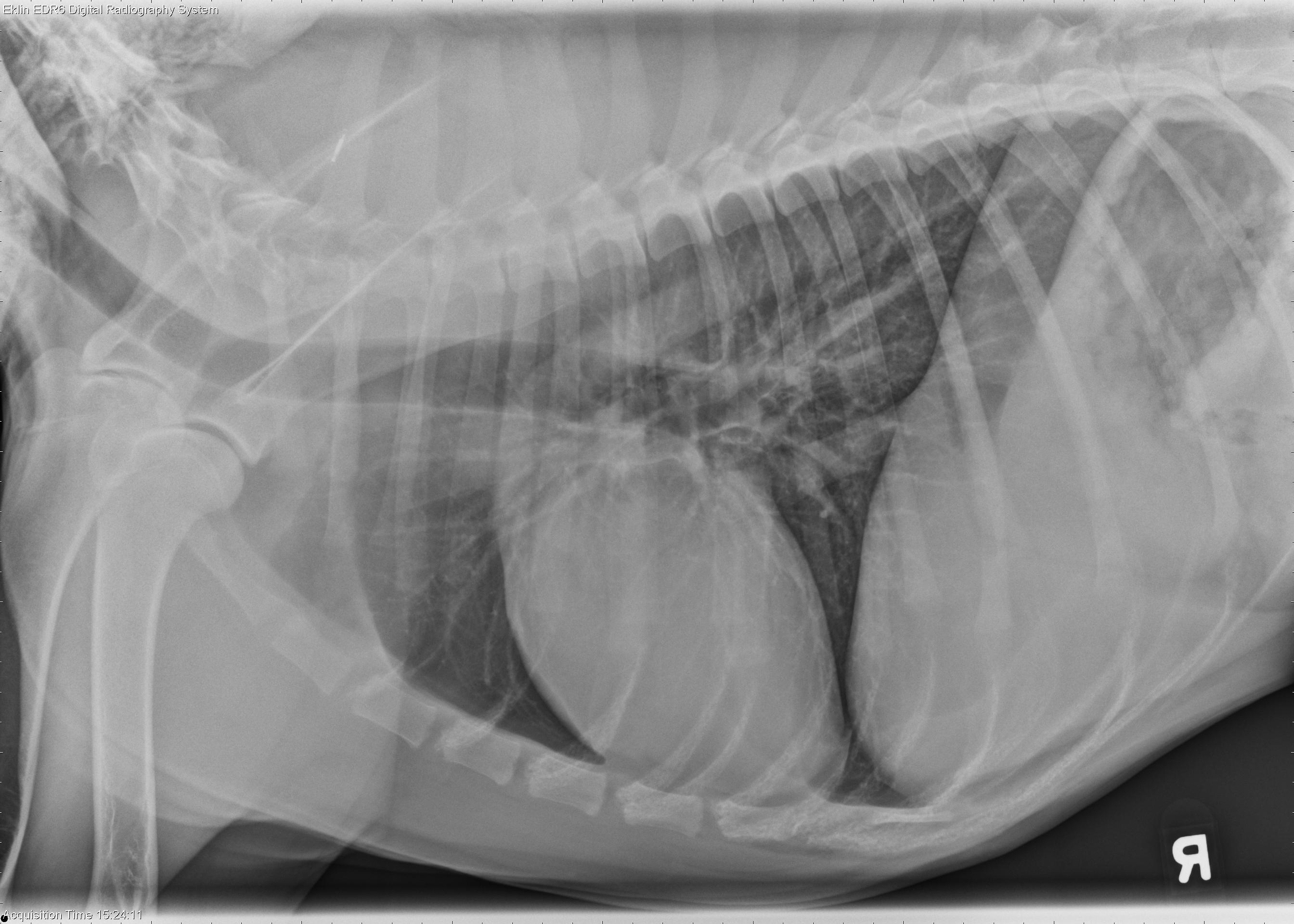 1 Year Old Mixed Breed Dog 1-year-old-mixed-breed-dog