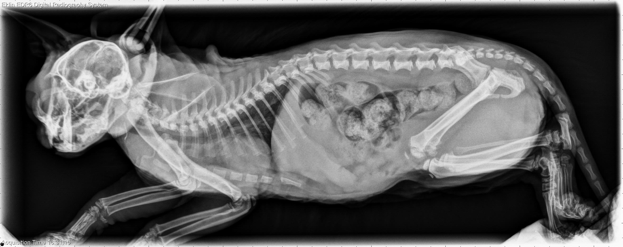 Feline Pituitary Dwarfism
