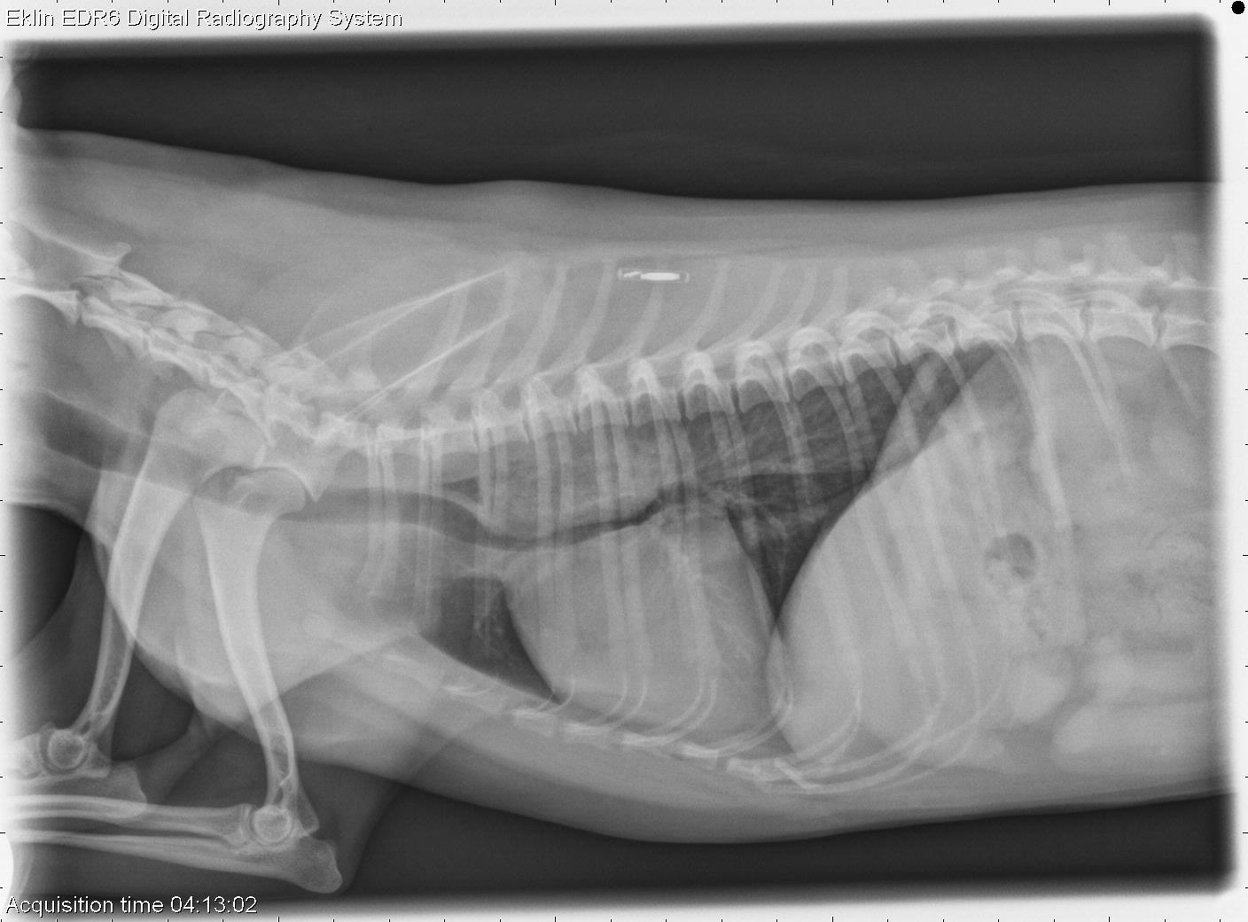 2 year old long-haired Chihuahua mix