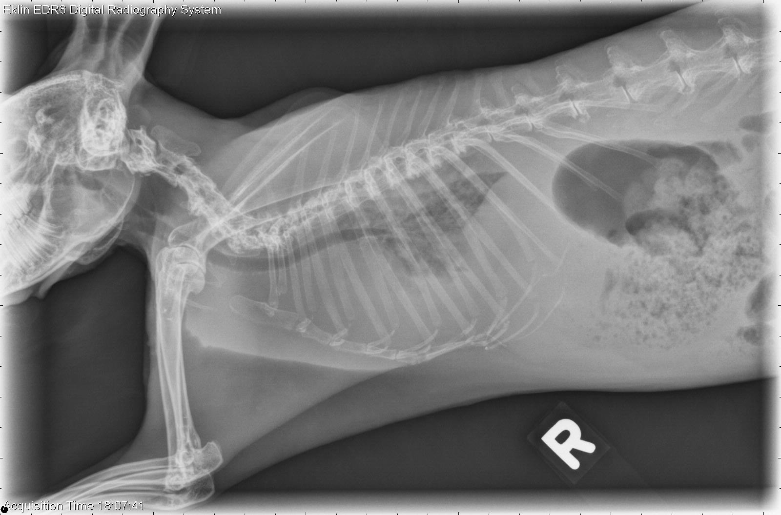 5 year old Lop Eared rabbit