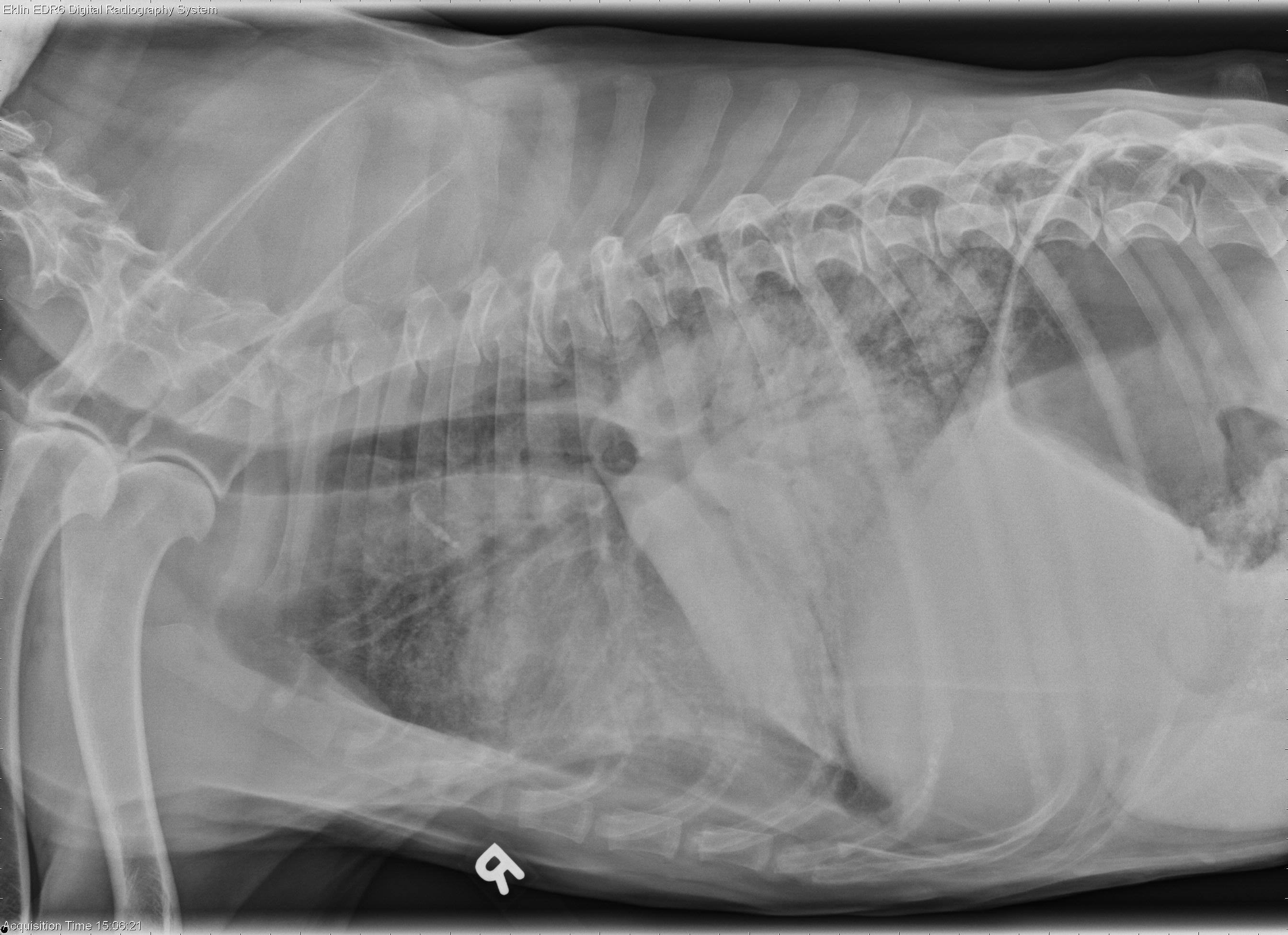 12 year old female Labrador Retriever