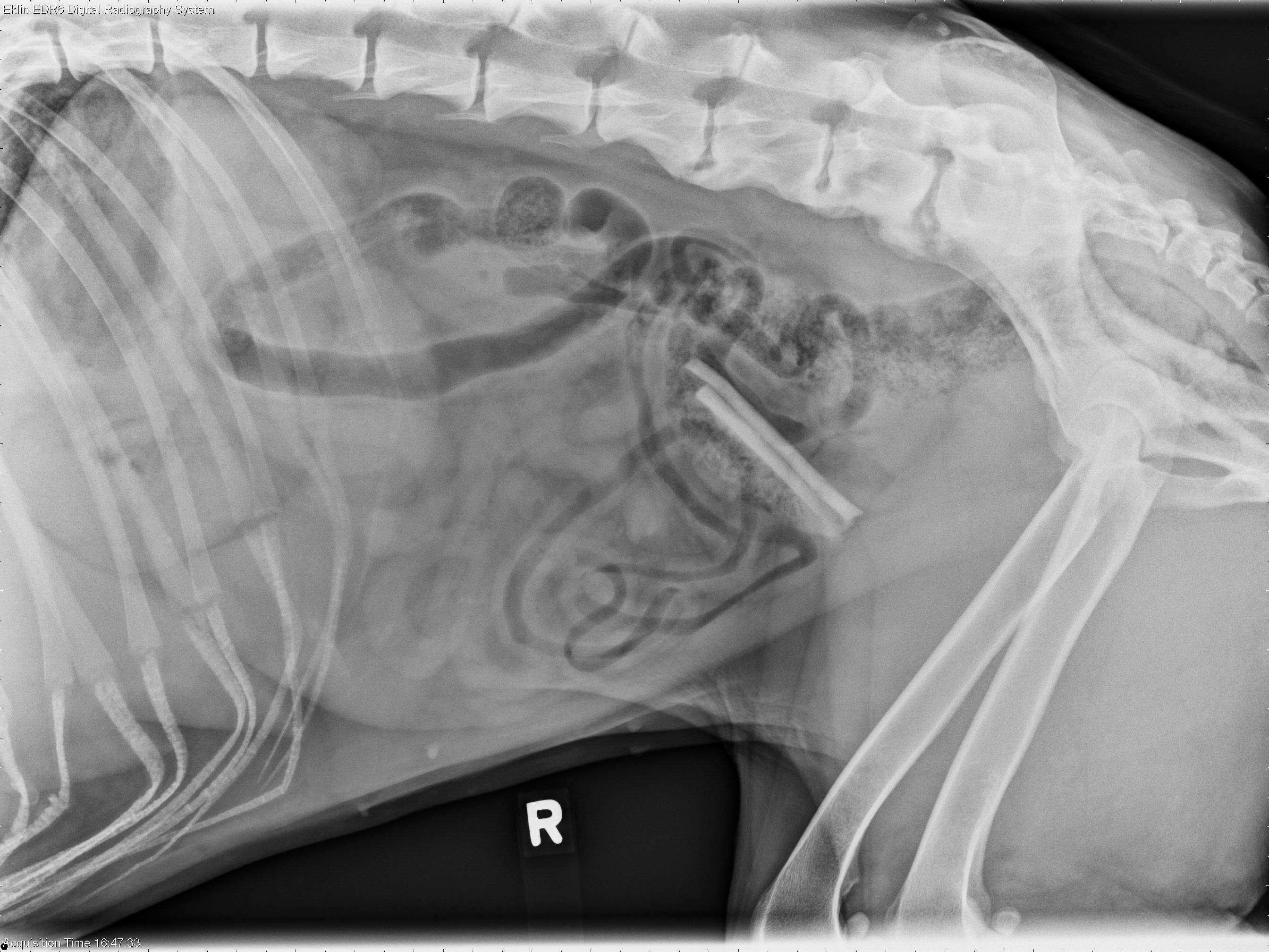 5 Year Old German Shepherd