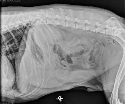 10 year old Border Collie